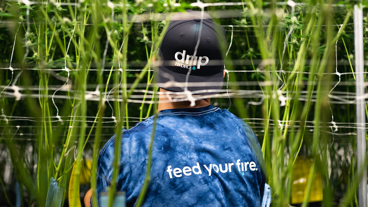 The Science Behind Balanced Nutrition: How Drip Hydro Perfected ...