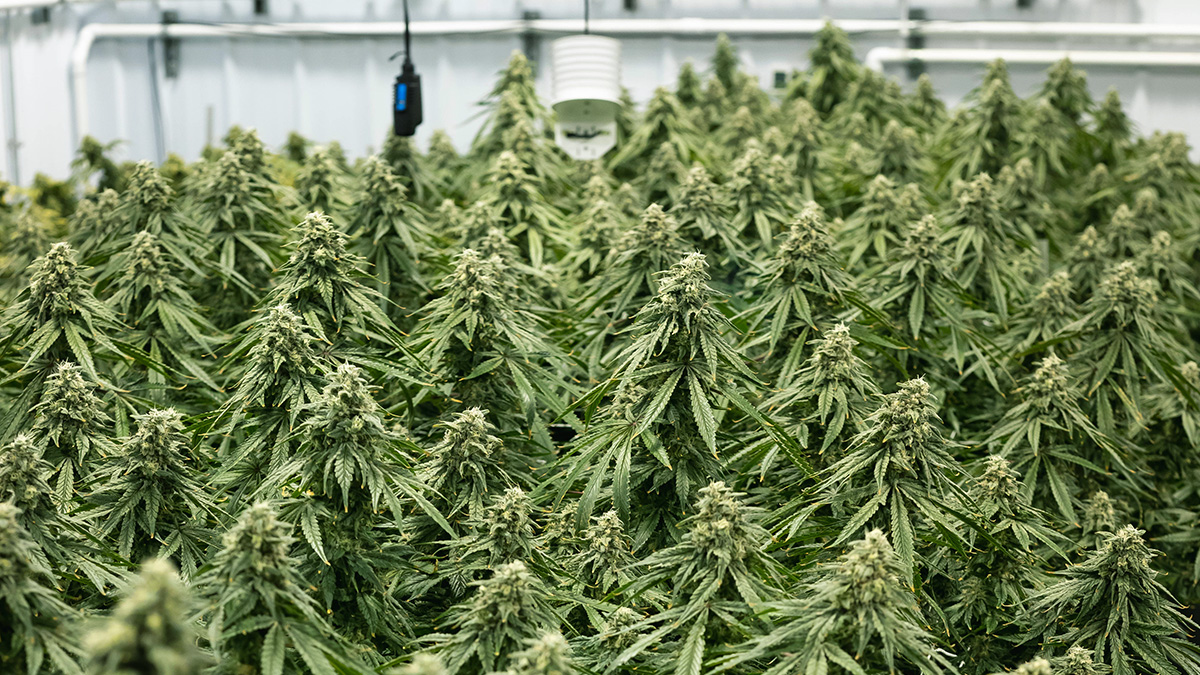 Unlocking the True Aroma of Your Plants: How Our FLUIDS & POWDERS ...