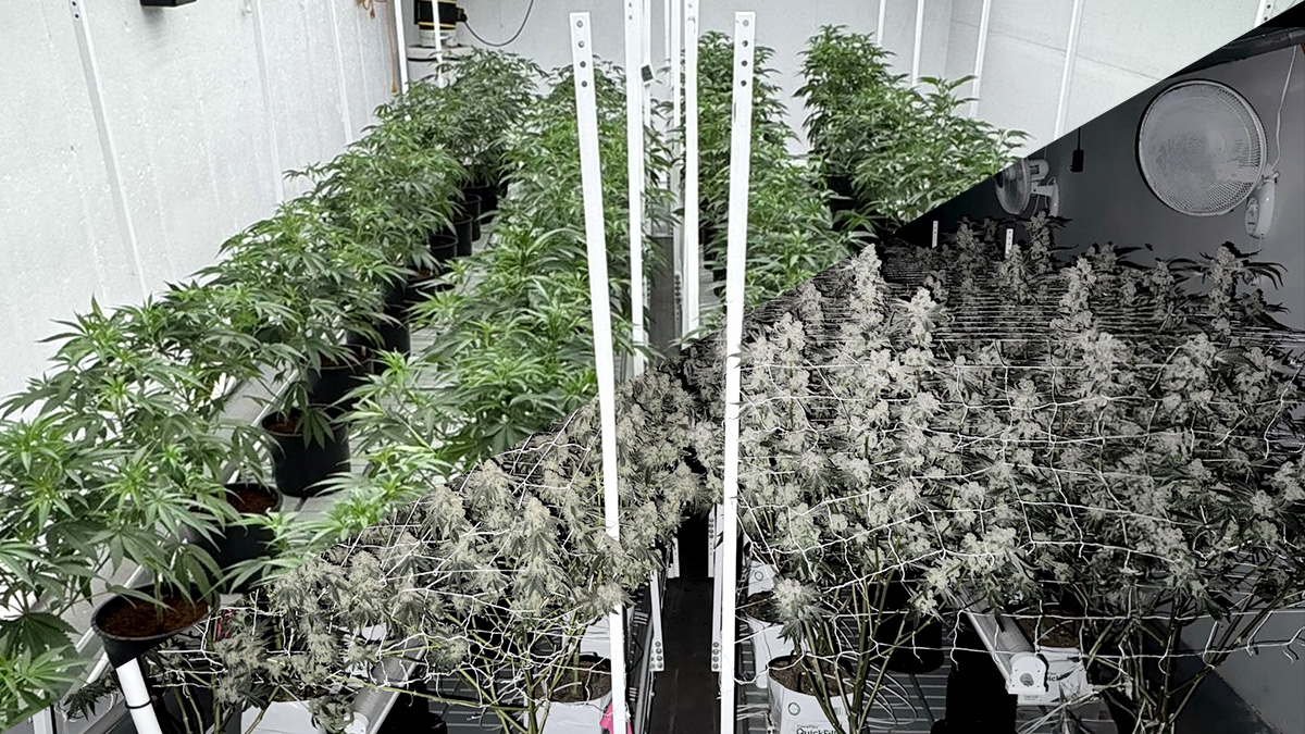 CHARGE by @Divergent_Flowers: The EC Strategy That Powers a Hard Veg, Early Stack & Stretch, and ...