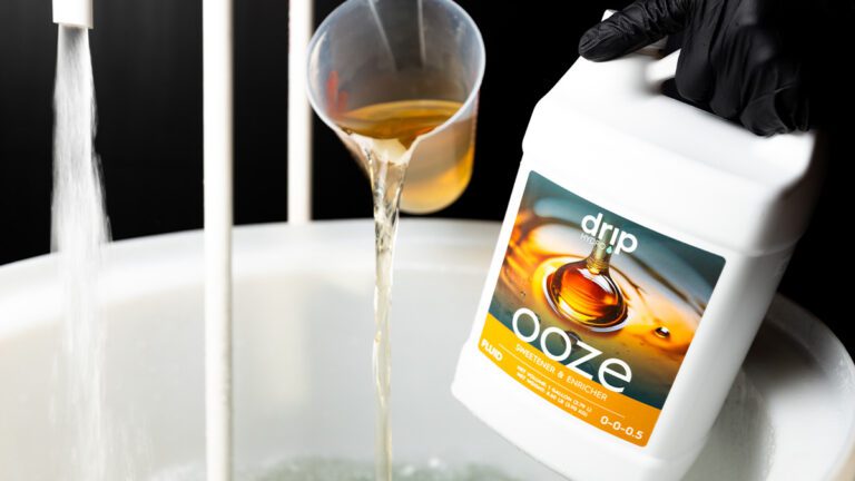 How to Use Ooze Across the Full Run: From Transplant to Late Flower ...