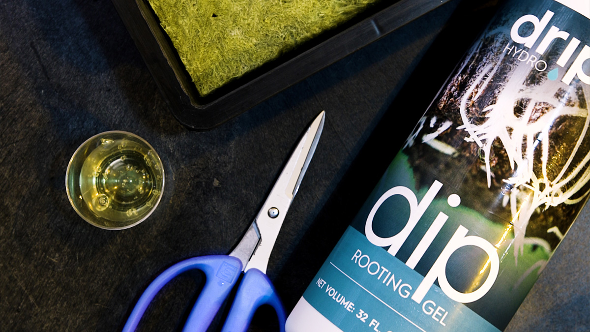 Dip + The Cloning SOP: Lock the Start of Every Run - Drip Hydro